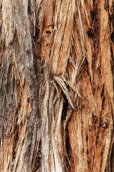Stringy bark tree Stock Photos, Royalty Free Stringy bark tree Images ...