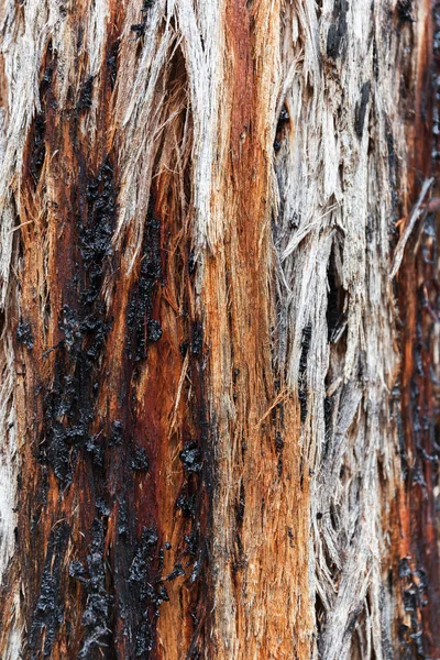 Stringy bark tree Stock Photos, Royalty Free Stringy bark tree Images ...