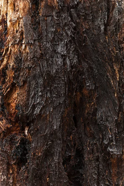 Stringy bark tree Stock Photos, Royalty Free Stringy bark tree Images ...