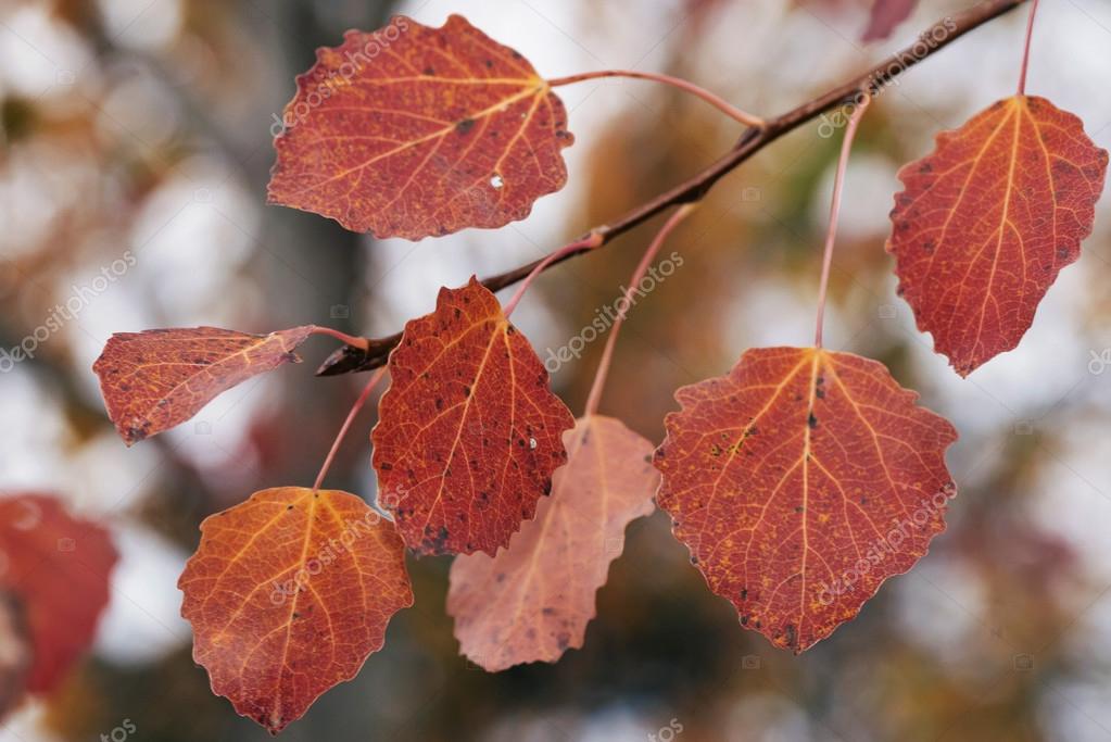 Colorful red aspen leaves during a rainy autumn day — Stock Photo ...