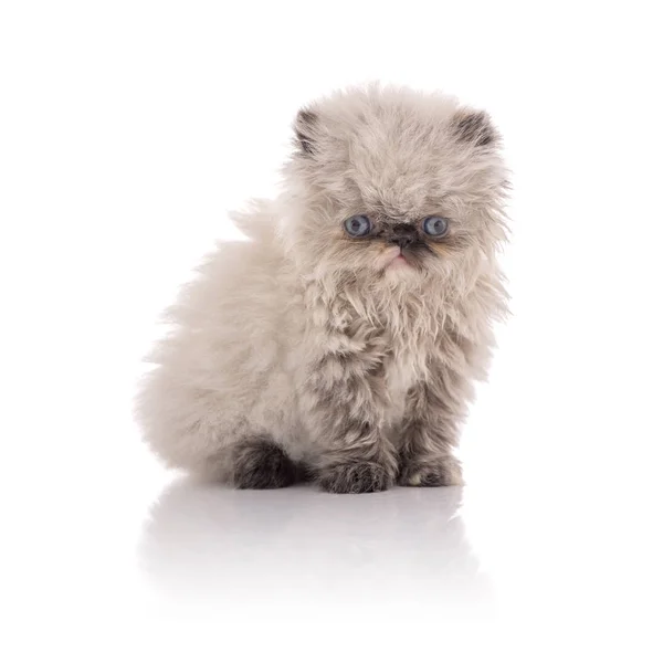 Grey Himalayan Persian Cat
