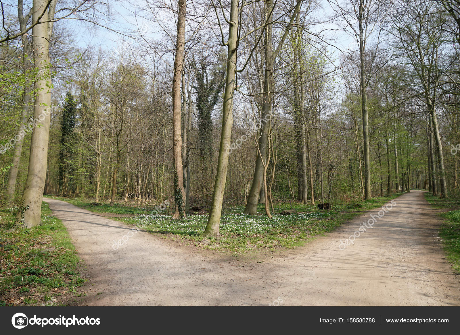 Fork in a forest path — Stock Photo © buecax #158580788