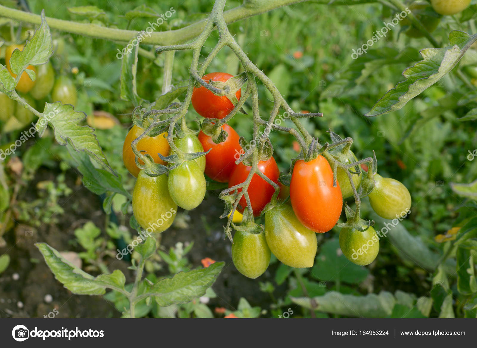 Rainbow cherry plum tomato truss with many fruits — Stock Photo ...