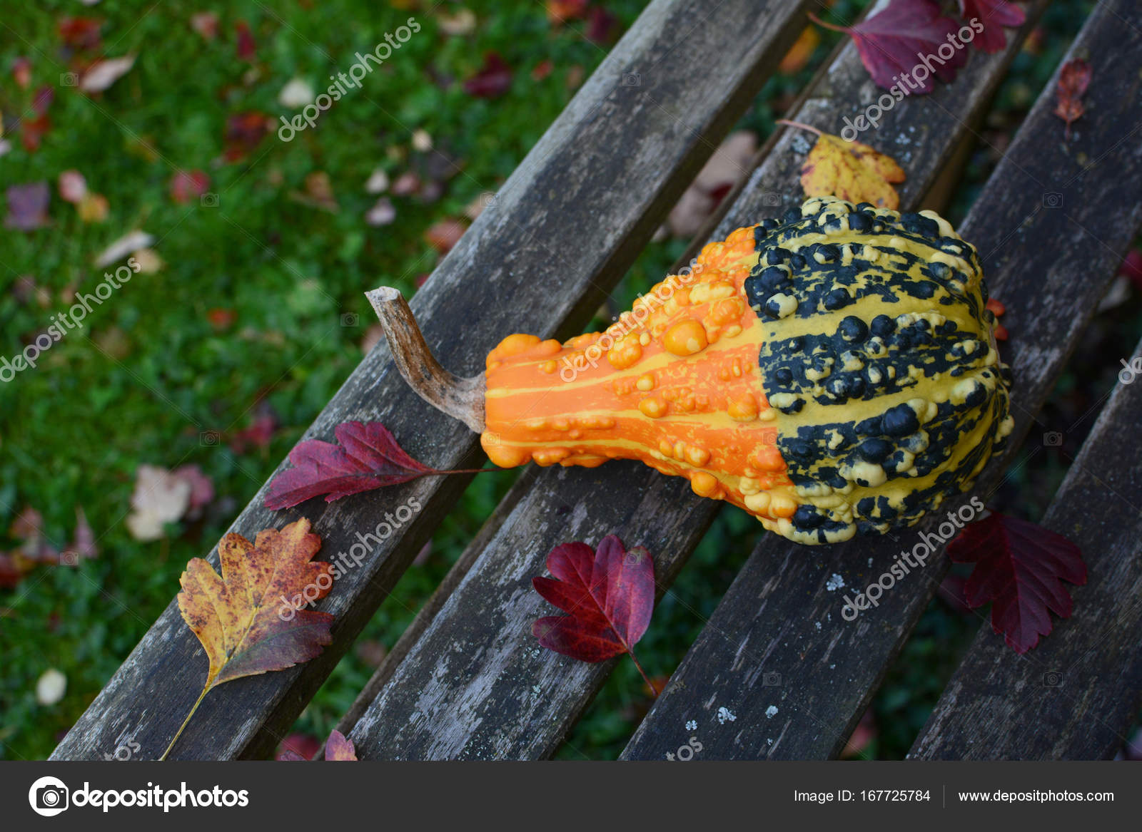 Bold orange and green warty ornamental gourd on bench — Stock Photo ...
