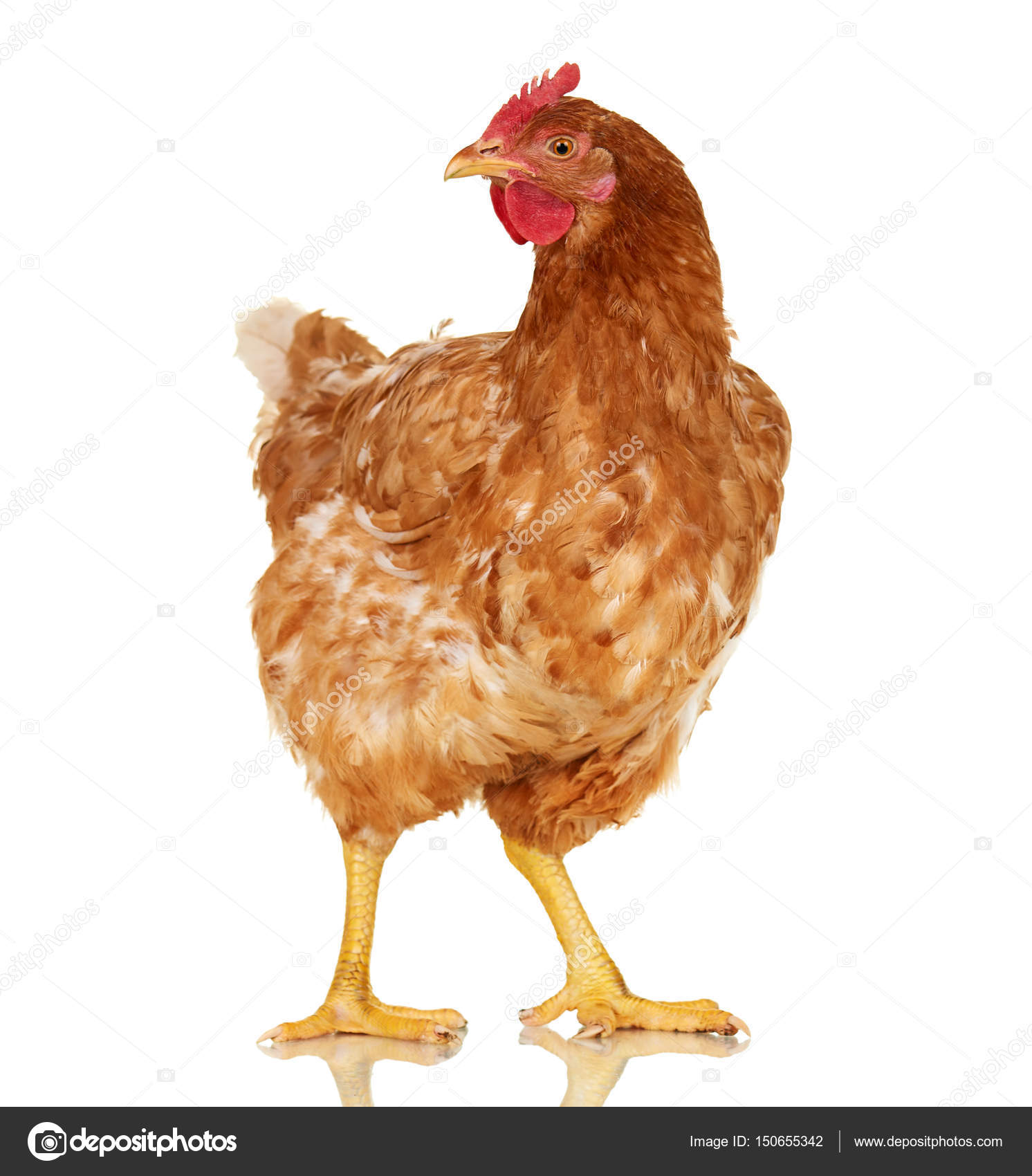 Chicken White Background