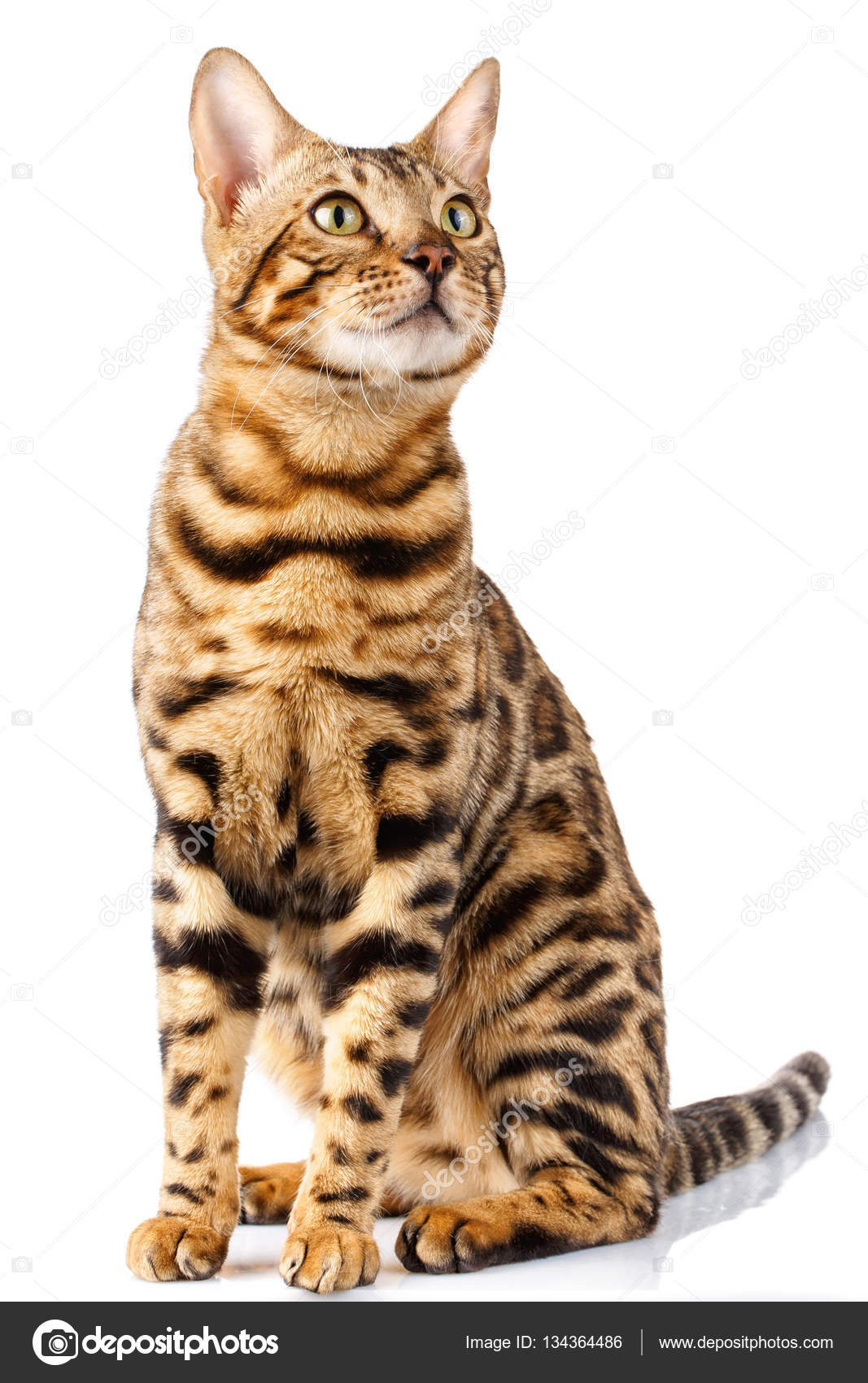 White Bengal Kittens