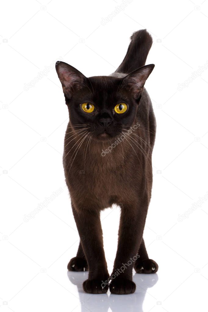 gato grande, hermoso gato, gato de pura raza, gato esponjoso, gato ...