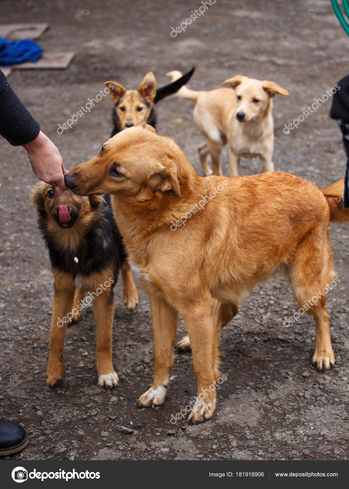 A dog is a friend. A true friend. Help for stray dogs. Stock Photo by ©serkucher 181918906
