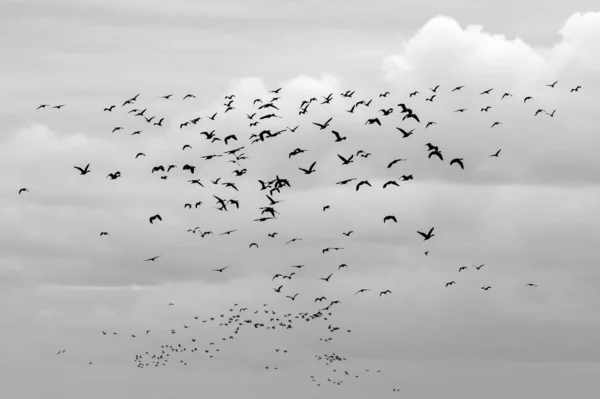 Bird Migration Wallpaper