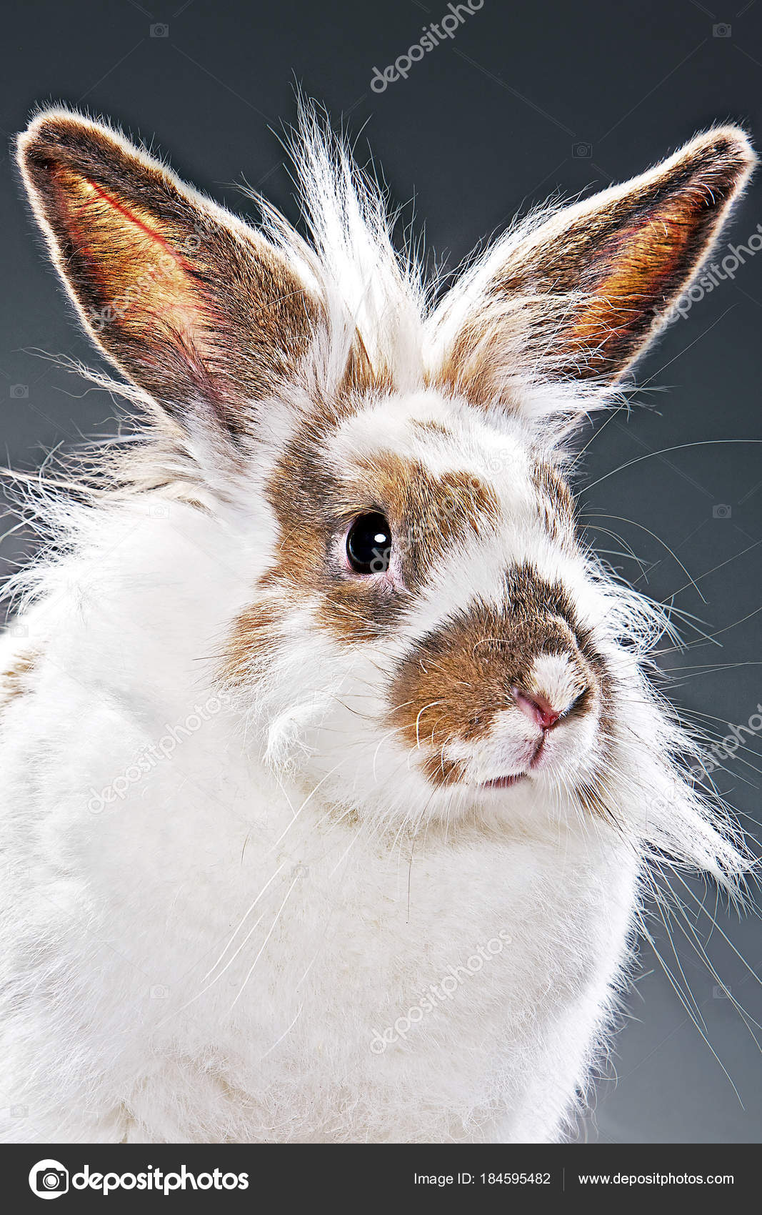 Portrait of a rabbit — Stock Photo © demenyuk #184595482