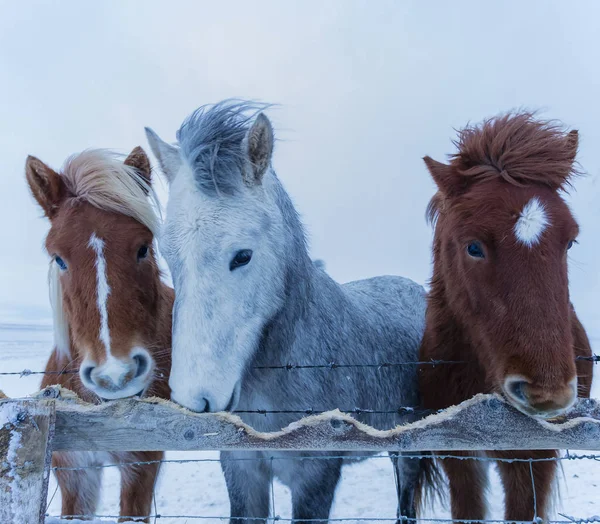 The three stooges Stock Photos, Royalty Free The three stooges Images ...