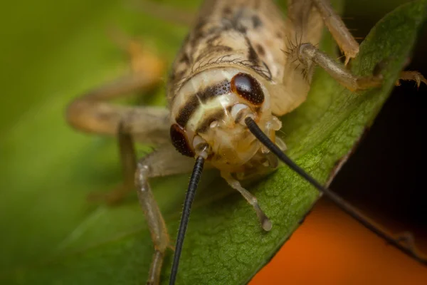 Kuvapankin valokuvat: Cricket exoskeleton exoskeleton ...