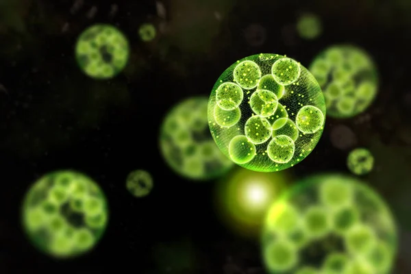 Algae single cell Stock Photos, Royalty Free Algae single cell Images ...