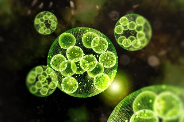 Algae single cell Stock Photos, Royalty Free Algae single cell Images ...
