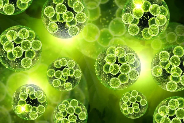 Algae single cell Stock Photos, Royalty Free Algae single cell Images ...