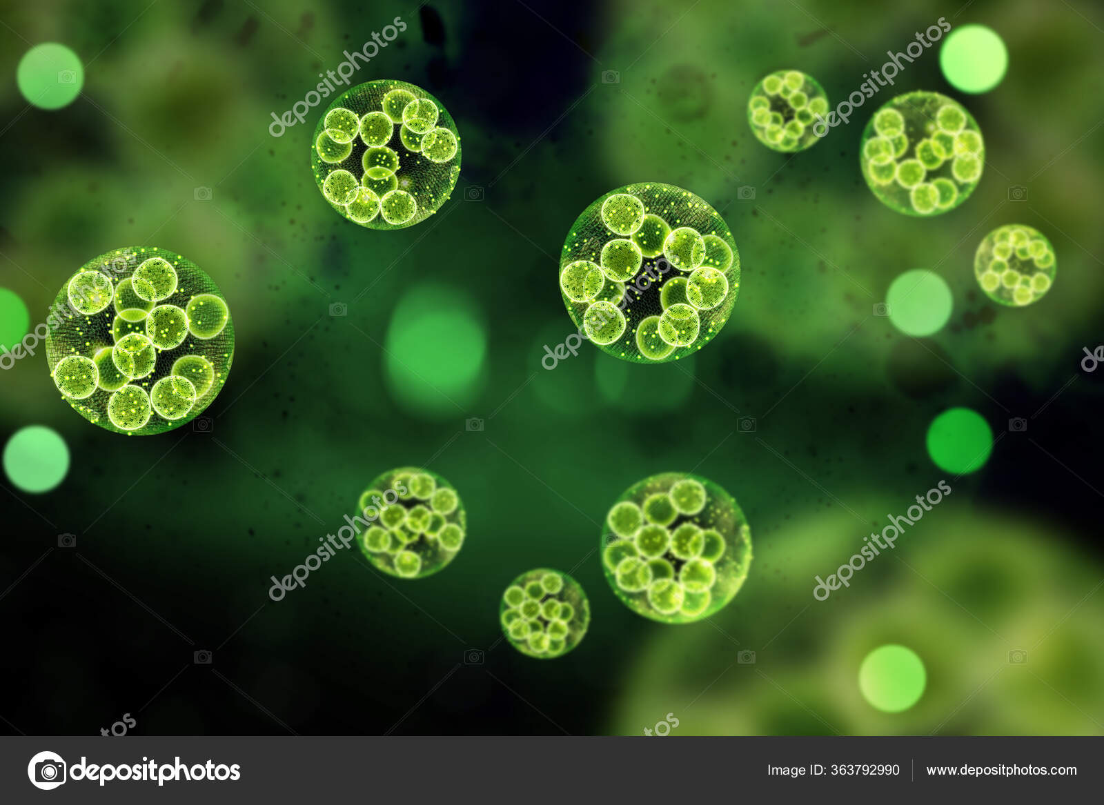 Chlorella Algae