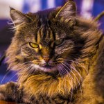 Very tired cat on a sofa, cat with open mouth in blur background, Cat ...
