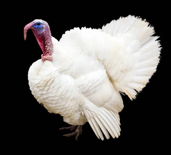 White turkey. turkey in the barnyard. turkey on a farm — Stock Photo ...