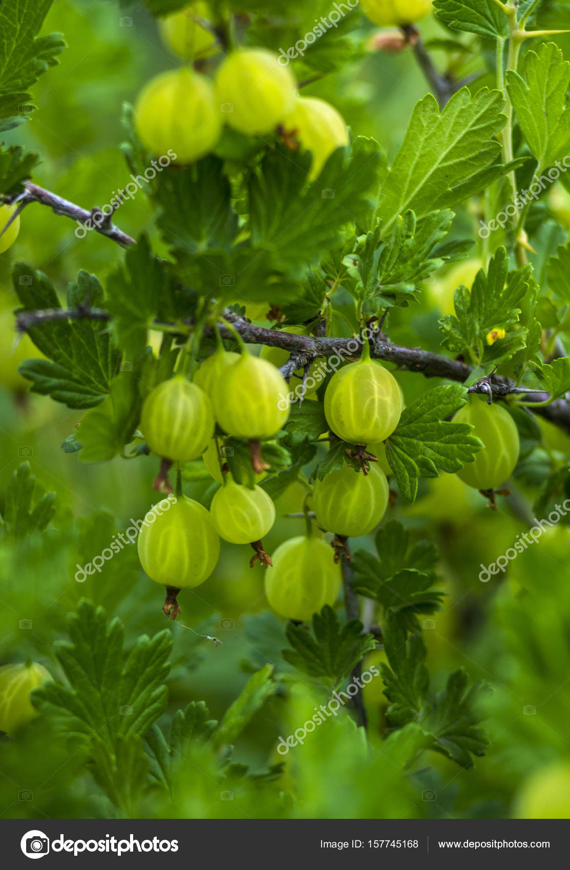 Gooseberry Bush