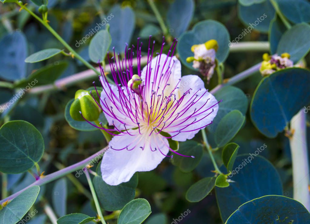 La planta es mejor conocida por los brotes de flores comestibles ...