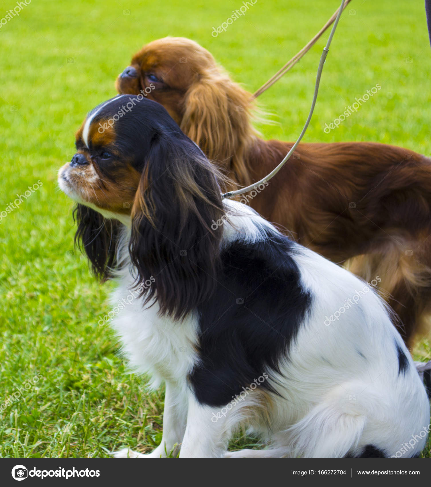 Can A Cavalier King Charles Spaniel And A Chinese Crested Dog Be Friends