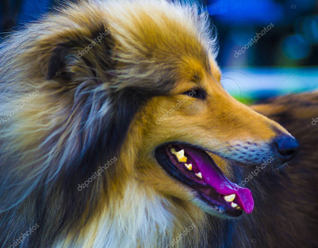 Collie. El collie es un tipo distintivo de perro pastor, incluyendo ...