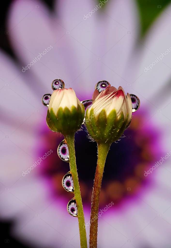 Hermosa flor de reflexión de gotas de agua en la hierba con forma ...