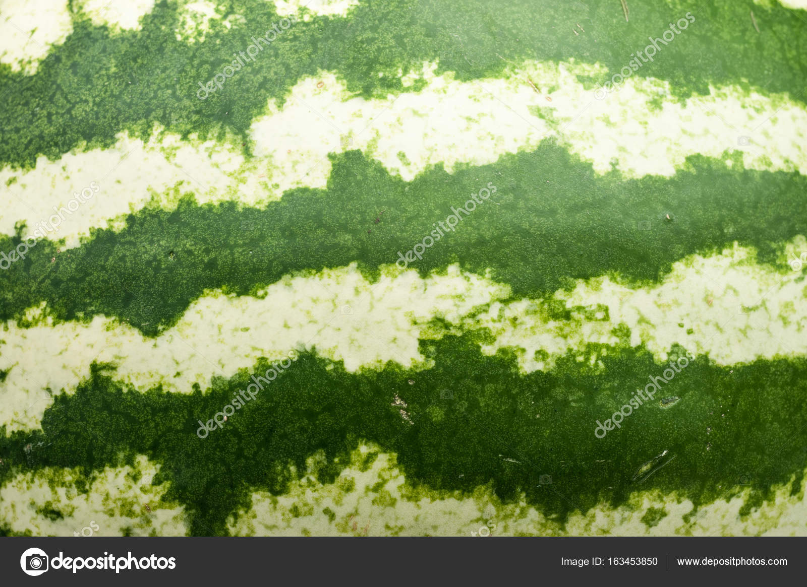 Watermelon skin texture background — Stock Photo © karpenyuk #163453850