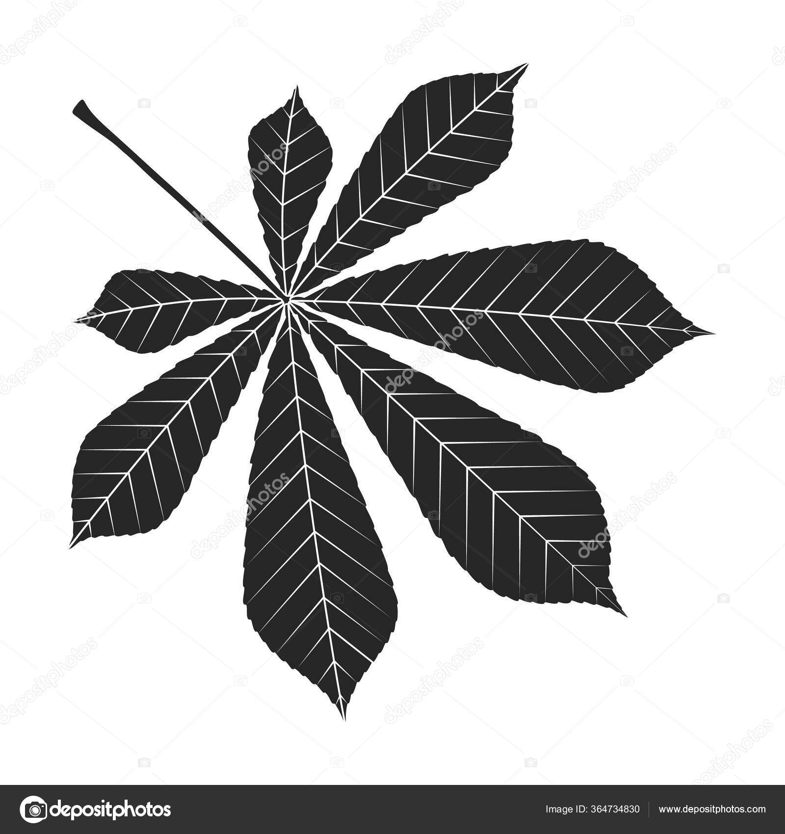 Chestnut leaf vector icon.Black vector icon isolated on white ...