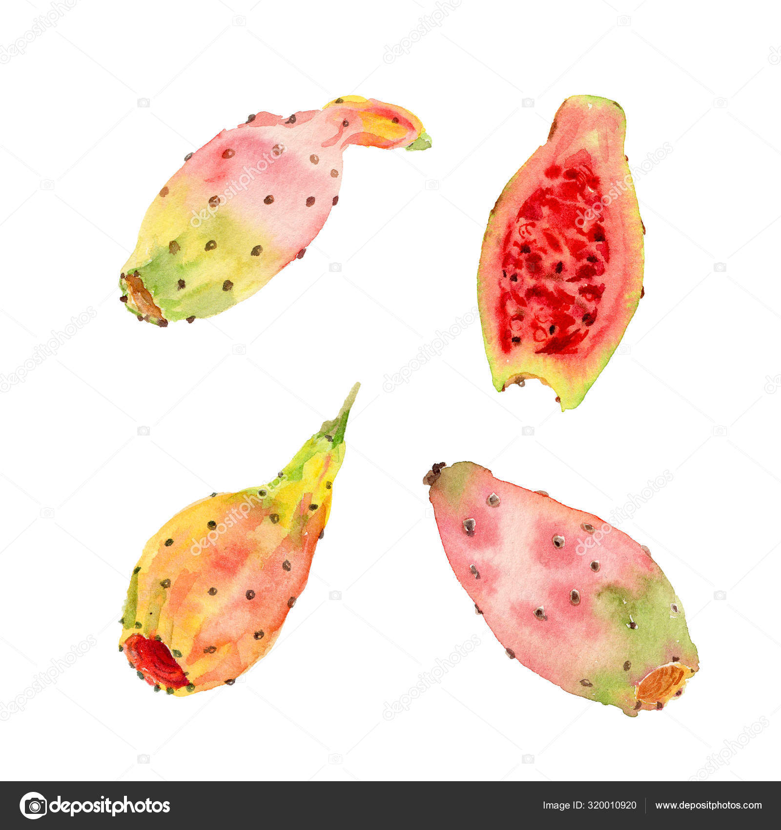 Prickly Pear Fruit Drawing