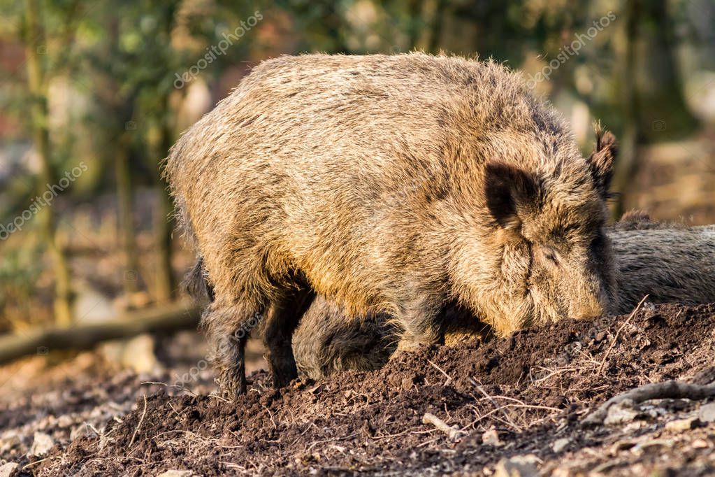 Jabalí salvaje (sus scrofa scrofa) en busca de comida - recinto de ...