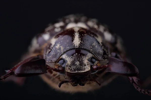 Beetle head Stock Photos, Royalty Free Beetle head Images | Depositphotos