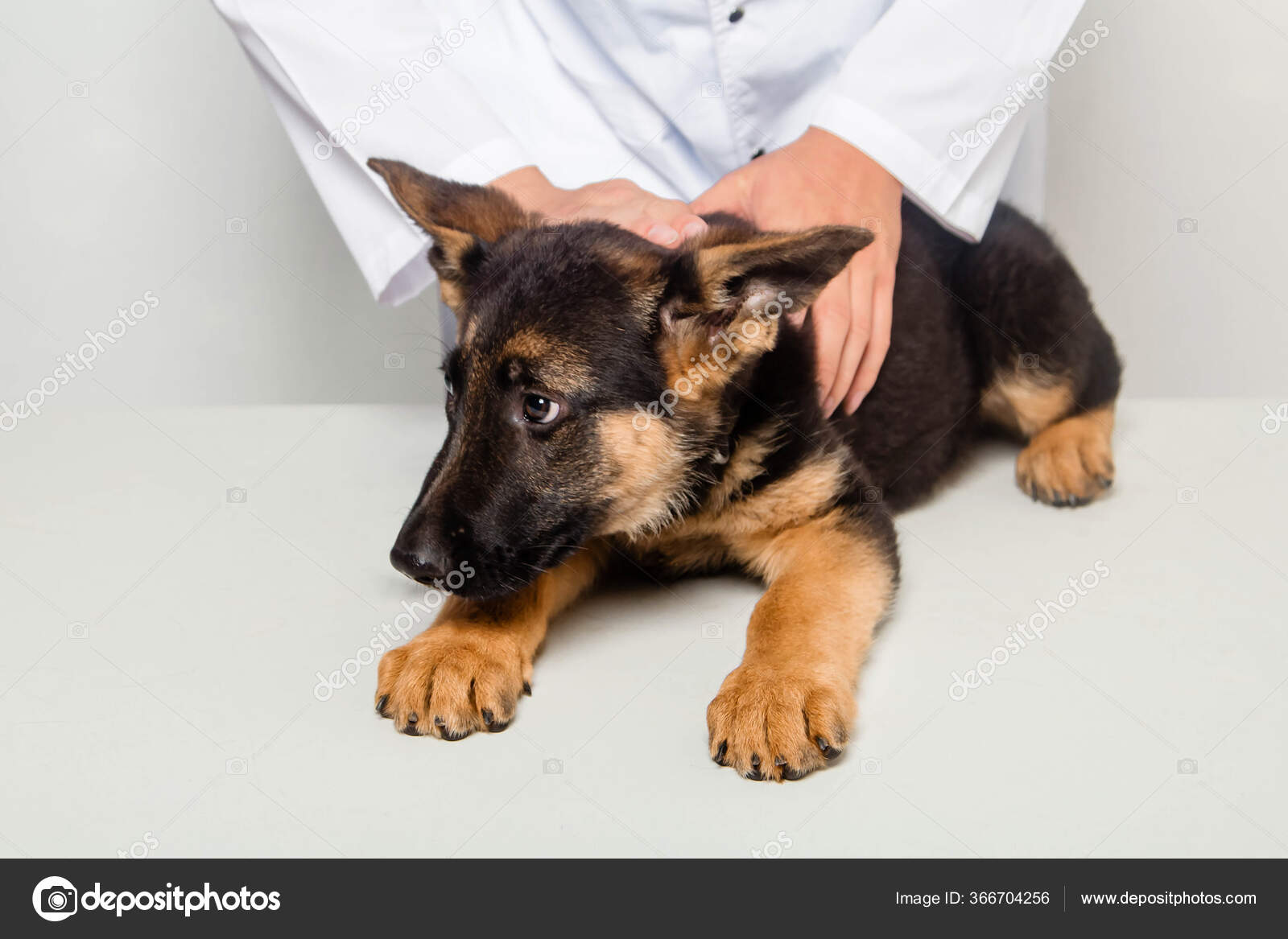 Scared German Shepherd Puppy