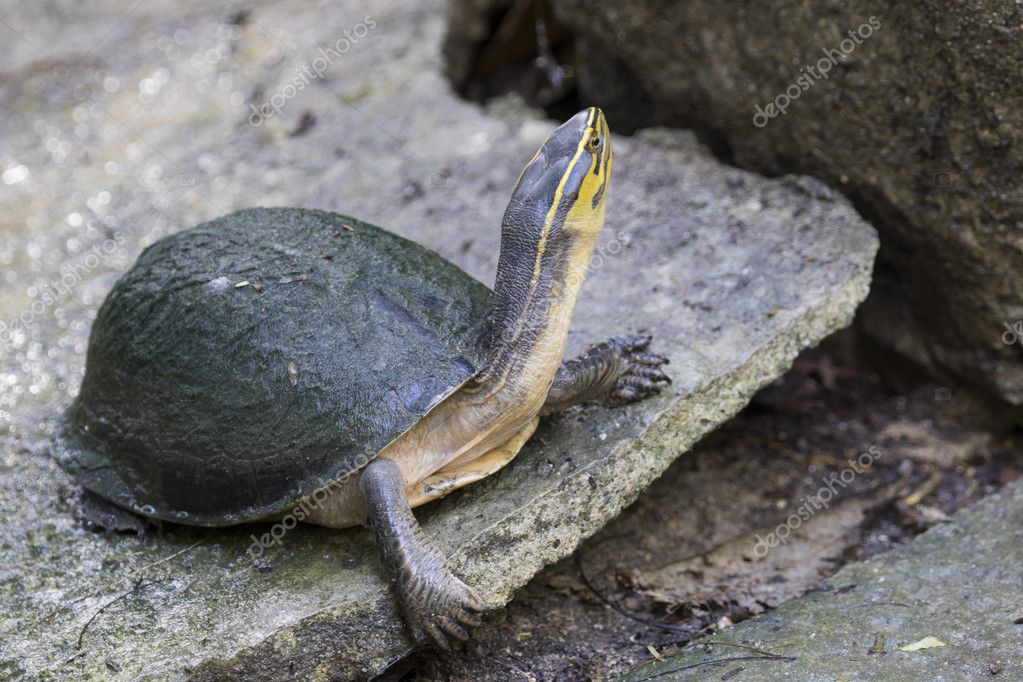 Image of an eastern chicken turtle in thailand — Stock Photo © yod67 ...