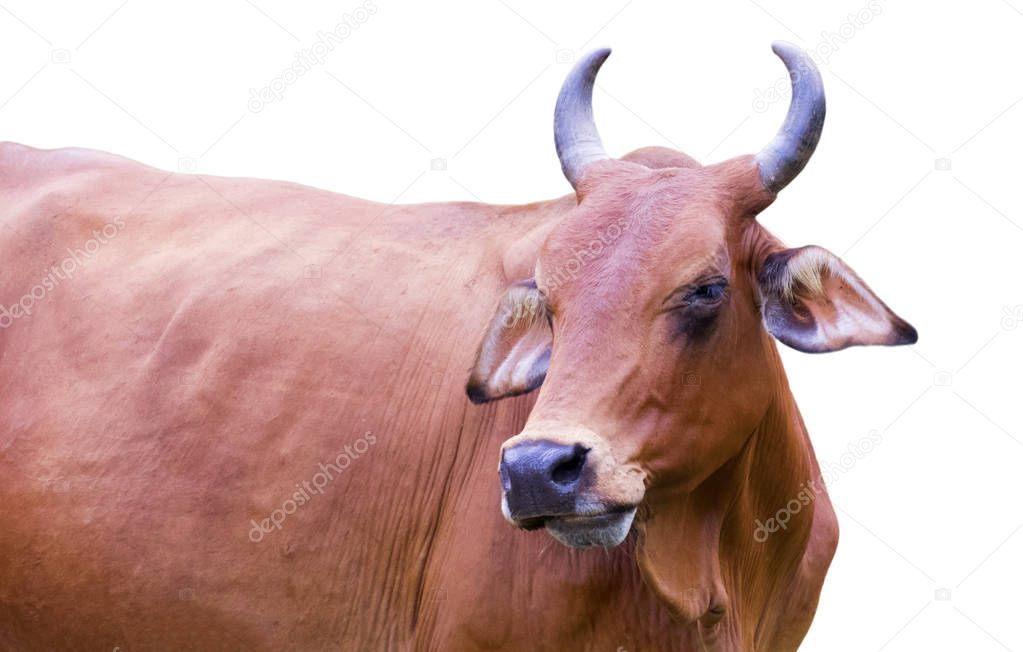 Imagen de vaca roja aislada sobre fondo blanco .: fotografía de stock ...