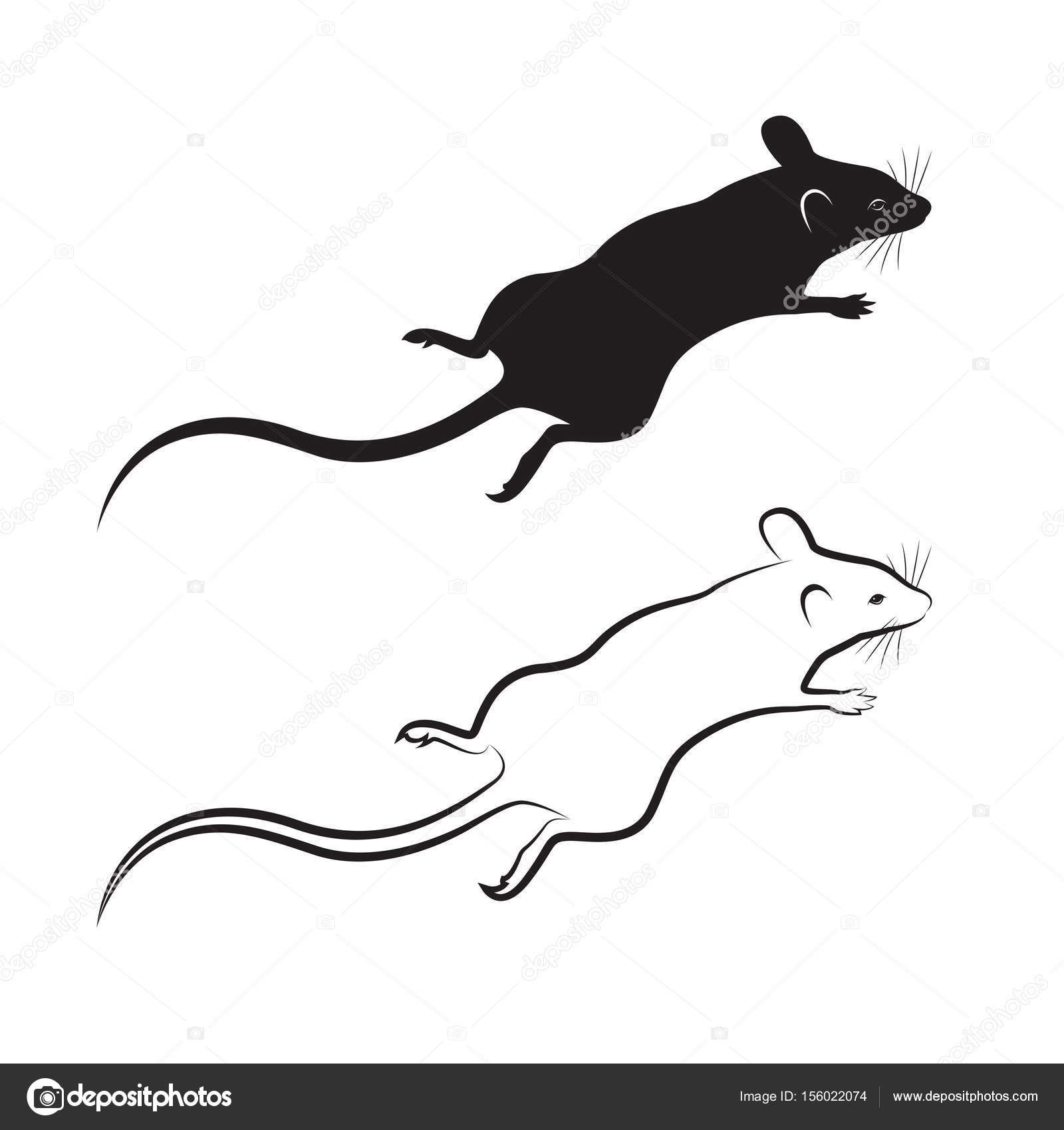 Vector of a rat design on white background. Mammal Animal. Stock Vector ...