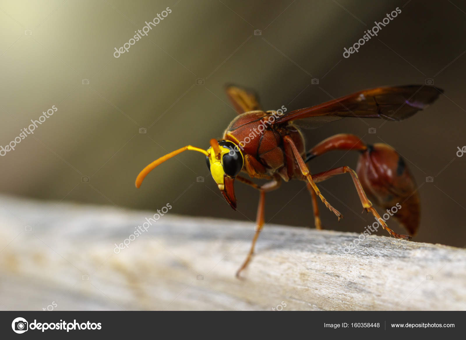 Image of potter wasp (Delta sp, Eumeninae) on dry timber. Insect ...
