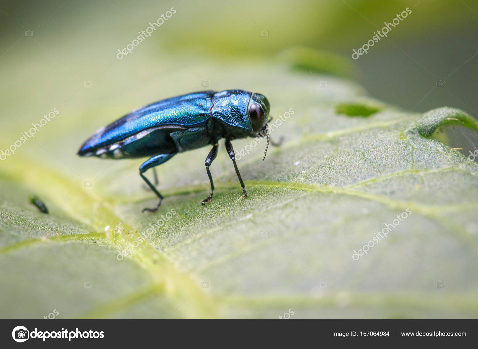 Blue Jewel Beetle