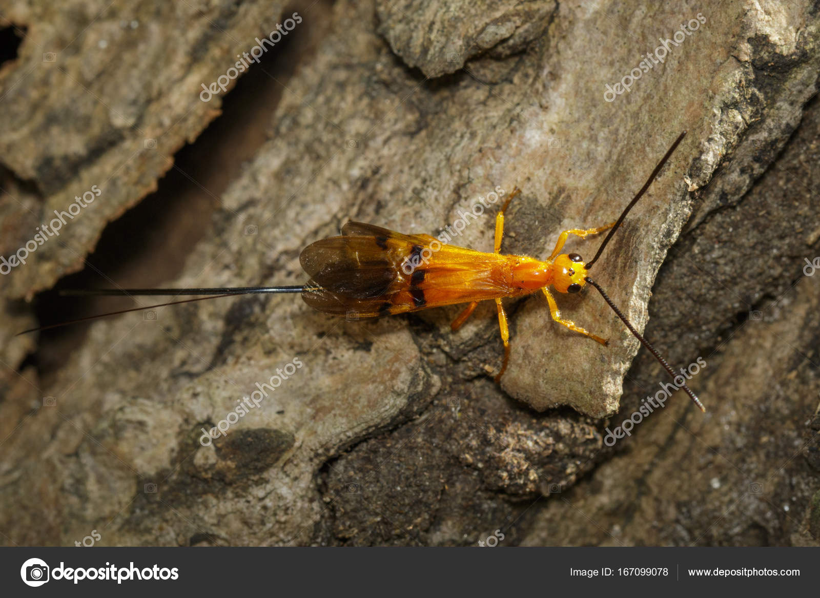 Image of Ichneumon wasp on the tree. insects. Animal — Stock Photo ...