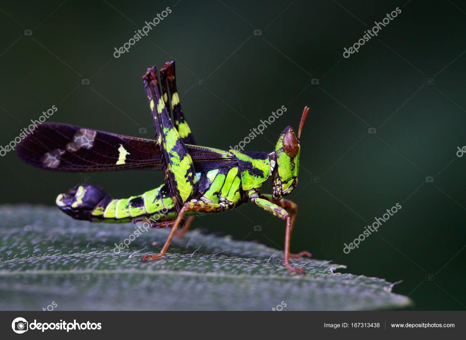 Image of Conjoined Spot Monkey-grasshopper (male), Erianthus ser ...