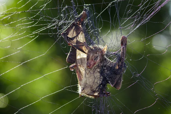 Bat net animal Stock Photos, Royalty Free Bat net animal Images ...