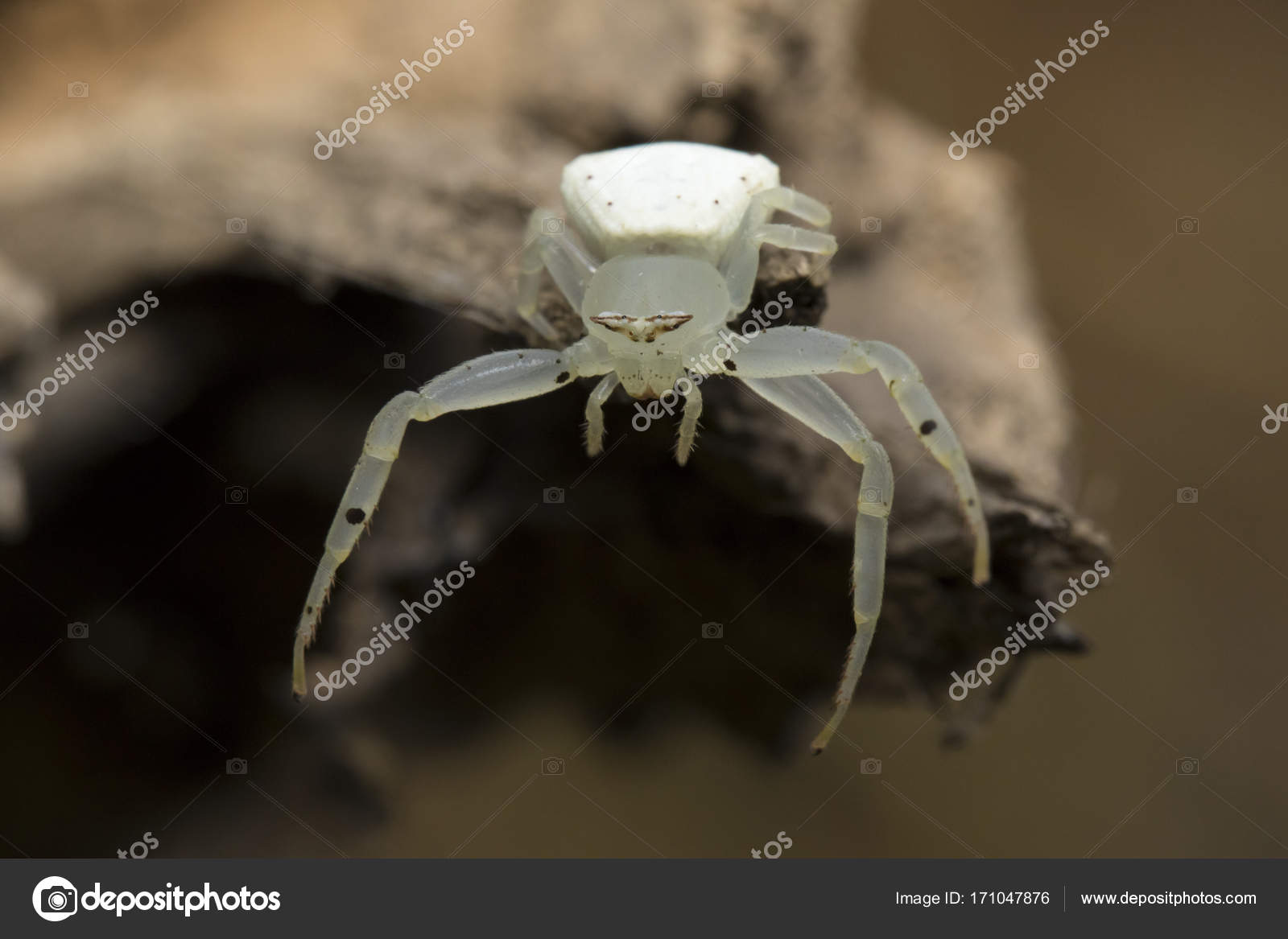 Image of white crab spider (Thomisus spectabilis) on dry branche ...