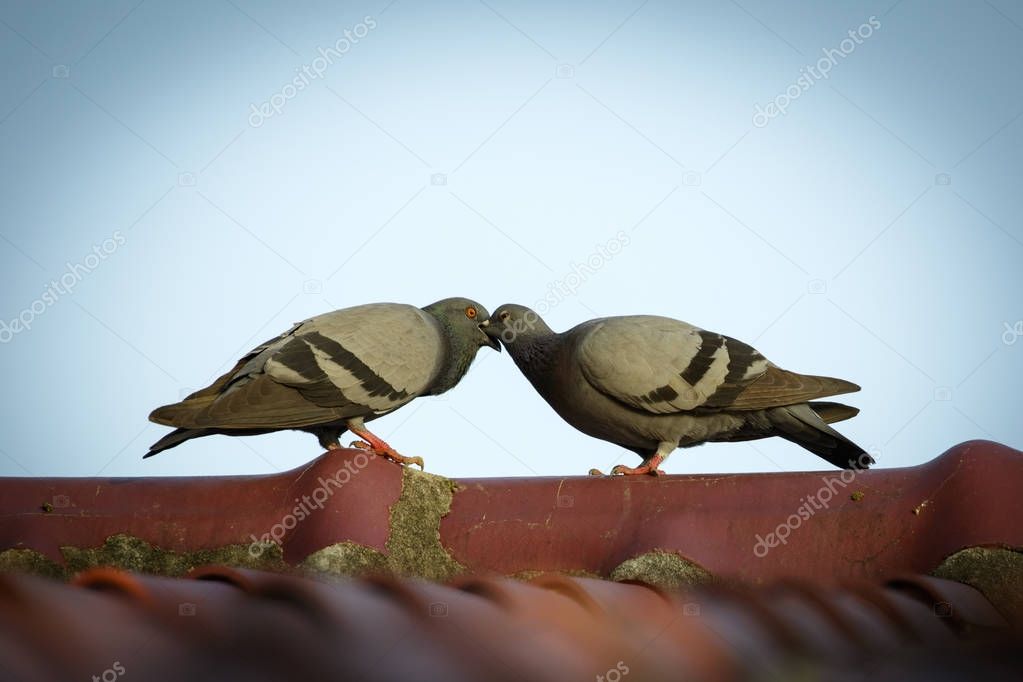 Imagen de dos palomas en el techo. Aves, Animales. 2024