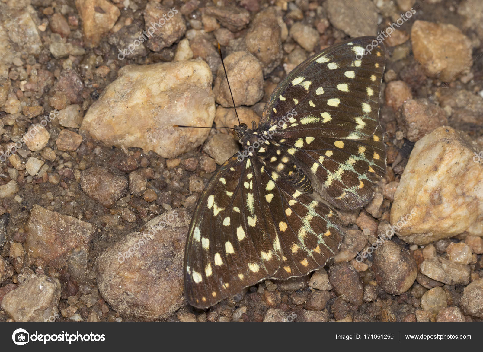 Image of Common Archduke Butterfly(female) (Lexias pardalis dirt Stock ...