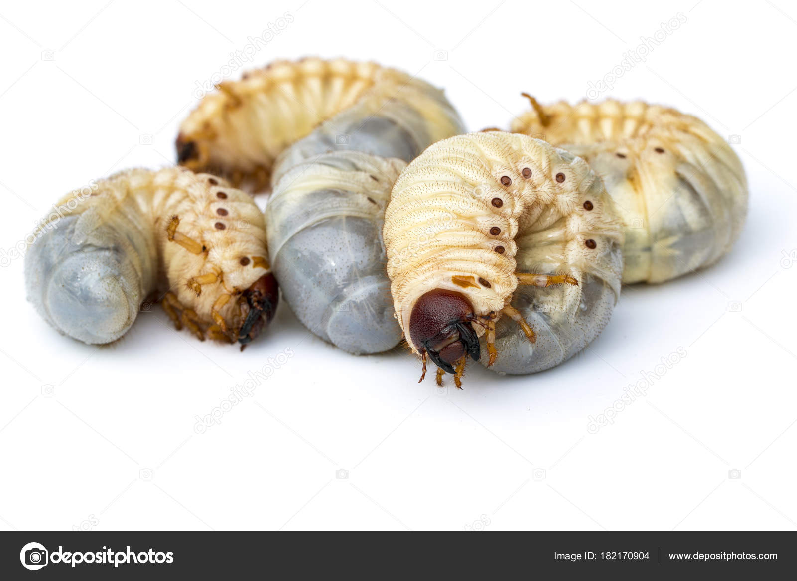 Image of grub worms, Coconut rhinoceros beetle (Oryctes rhinocer Stock ...