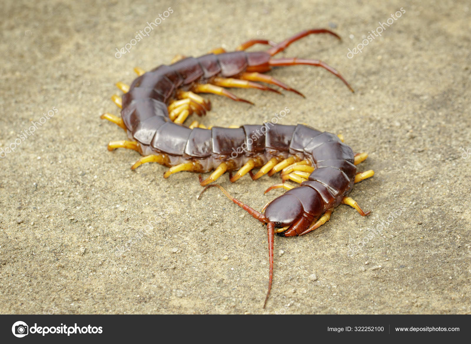 Imagen de ciempiés o chilopodos en el suelo. ¡Animal! veneno — Foto de ...