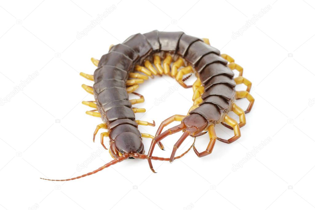 Imagen de ciempiés o chilopodos aislados sobre fondo blanco. A 2022