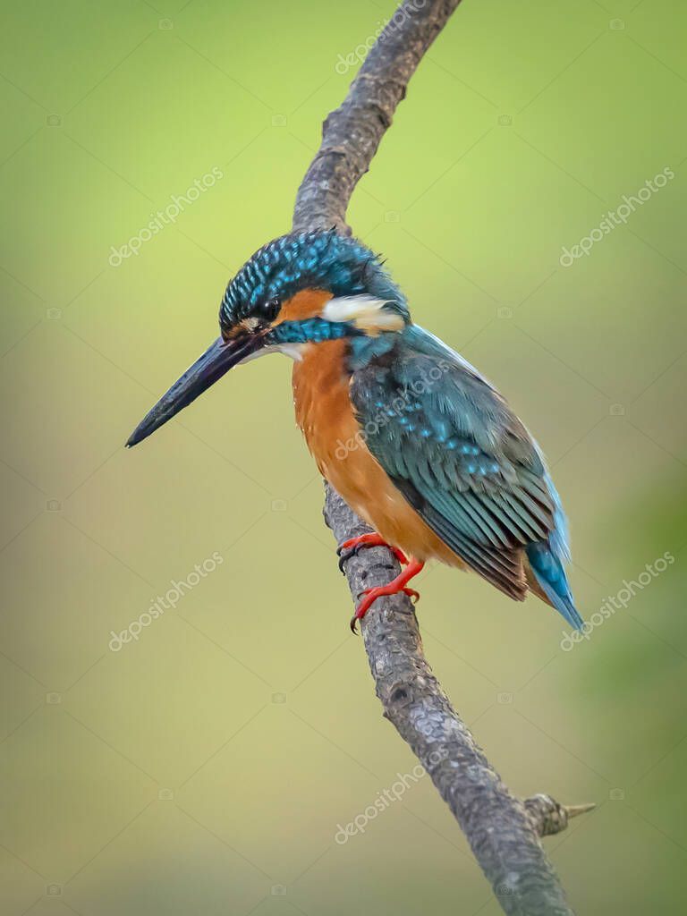 Imagen del martín pescador común (Alcedo atthis) posado sobre una rama ...