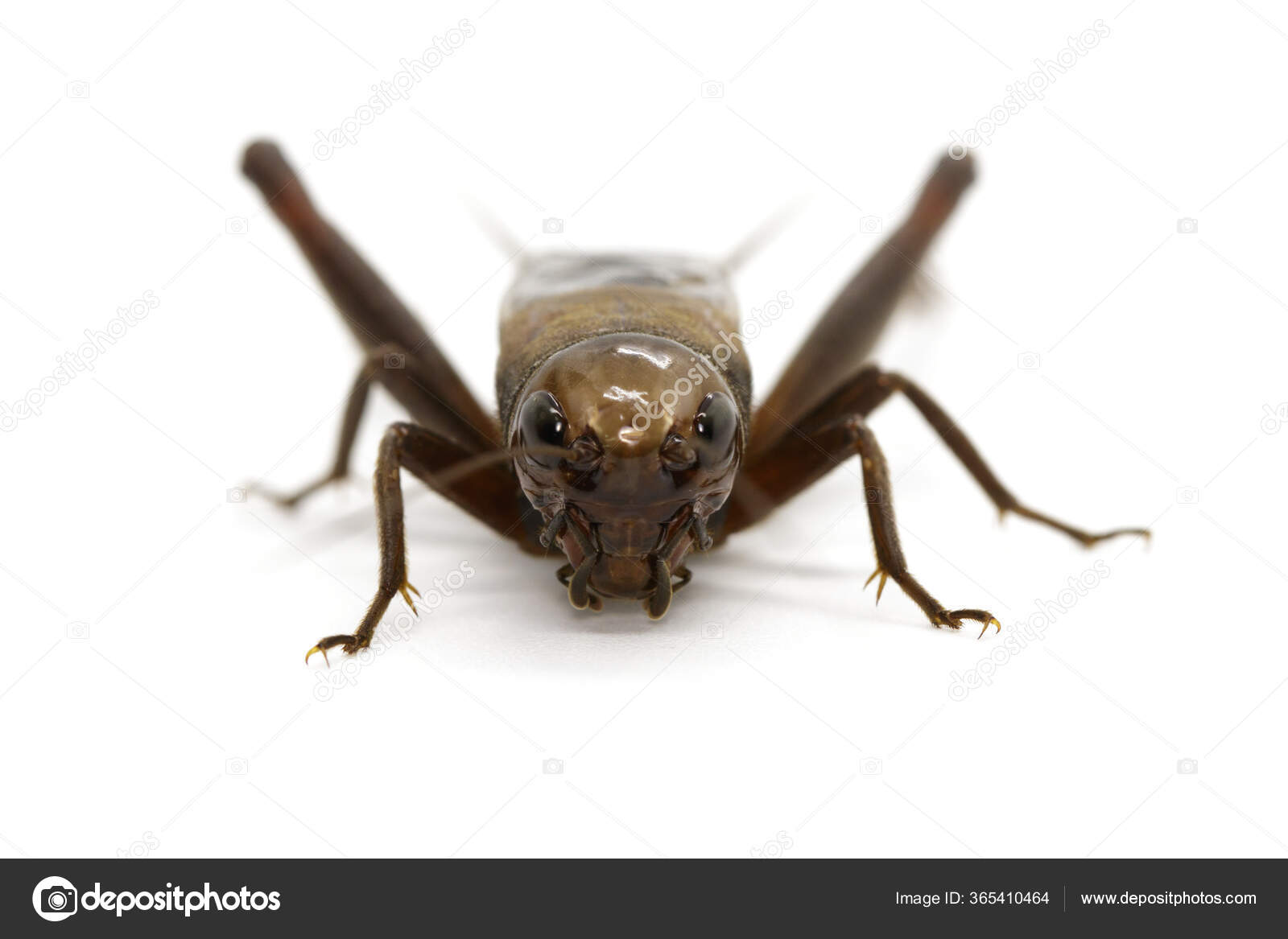 Image Cricket White Background Insects Animals Stock Photo by ©yod67 ...