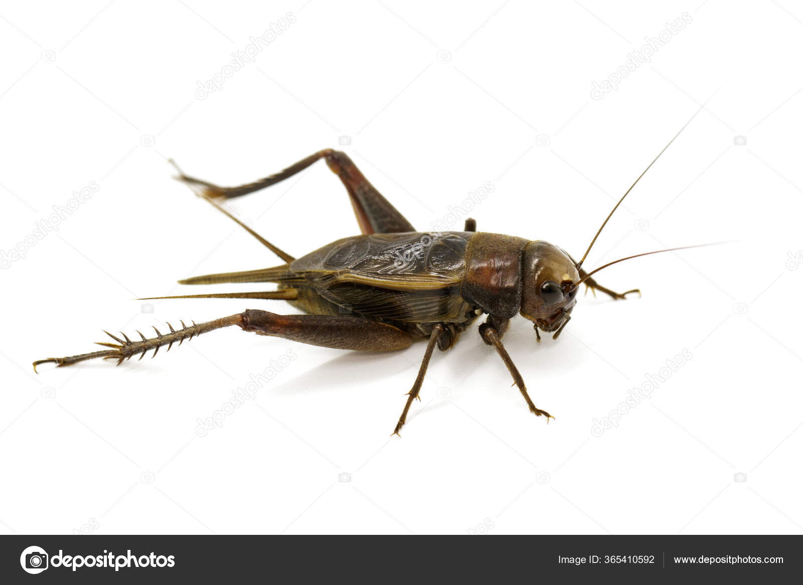Image Cricket White Background Insects Animals Stock Photo by ©yod67 ...
